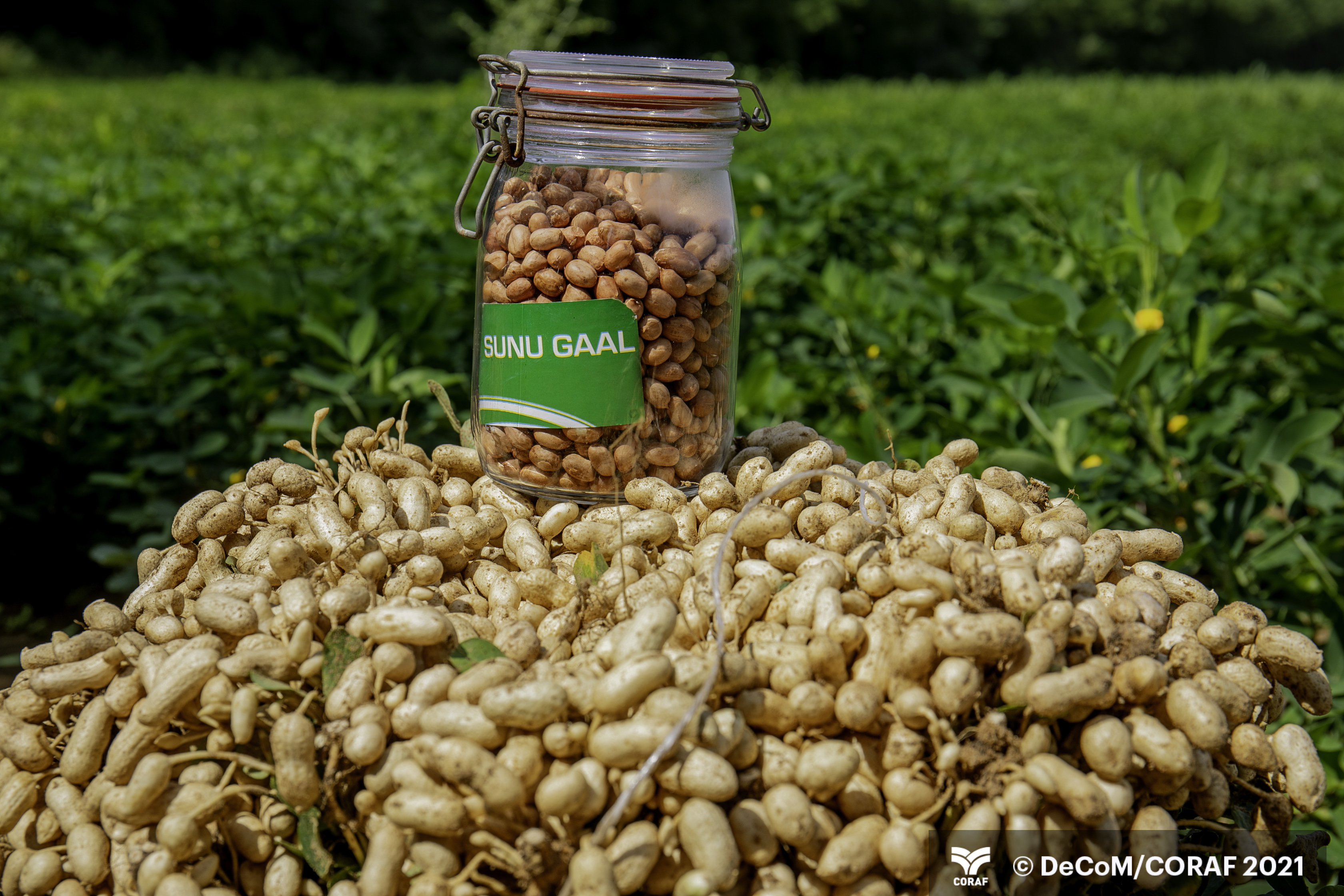 Page d'accueil - CORAF